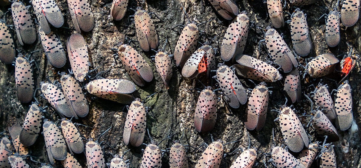 Killer Bugs: The Spotted Lanternfly Invasion - Hasan Jasim