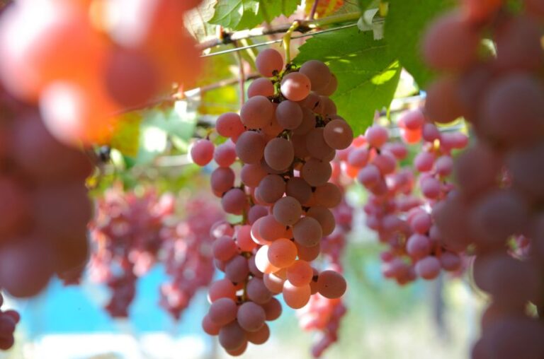 Japanese Koshu: Pink Grapes with a Rich History - Hasan Jasim