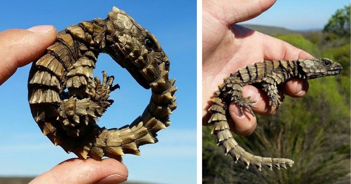 The Armadillo Lizard Is Like A Real-Life Baby Dragon In South Africa’s ...