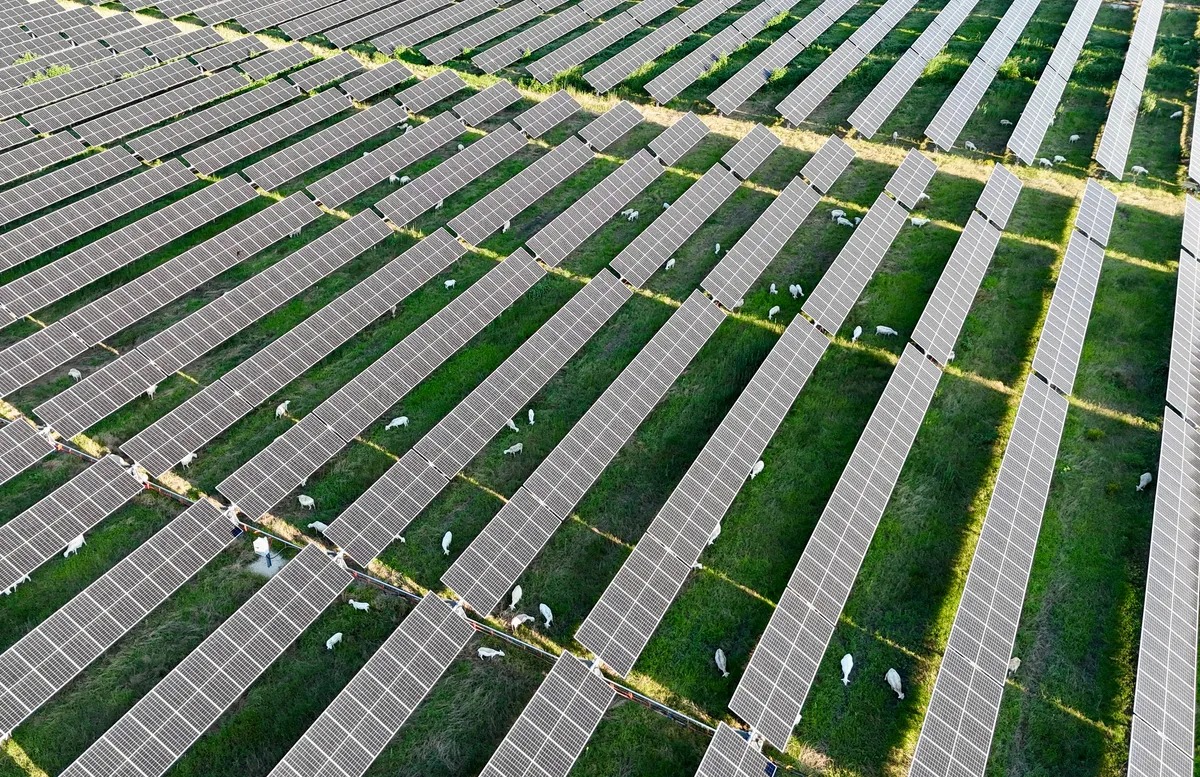 More Than 6,000 Sheep Set To Graze Around Solar Panels Over 10,100 ...