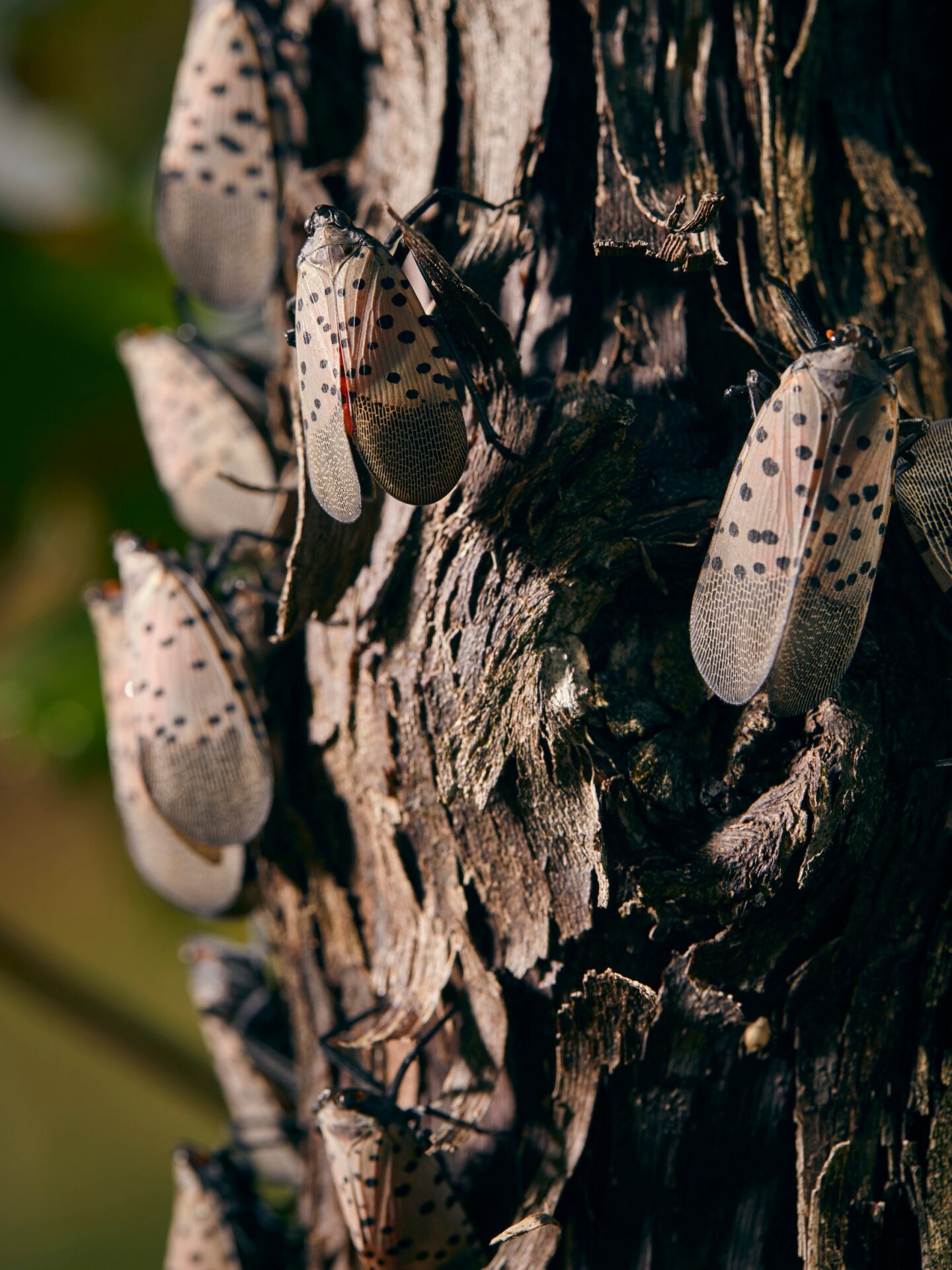 Killer Bugs: The Spotted Lanternfly Invasion - Hasan Jasim