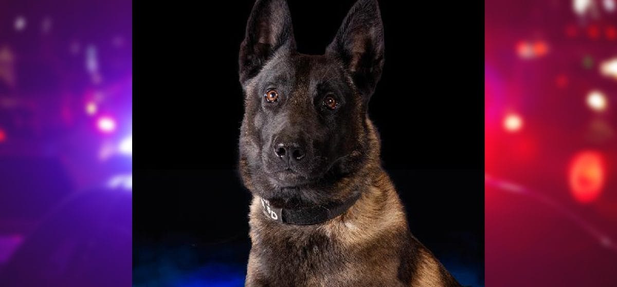 Police K9 dies after being left in hot vehicle after air conditioner ...