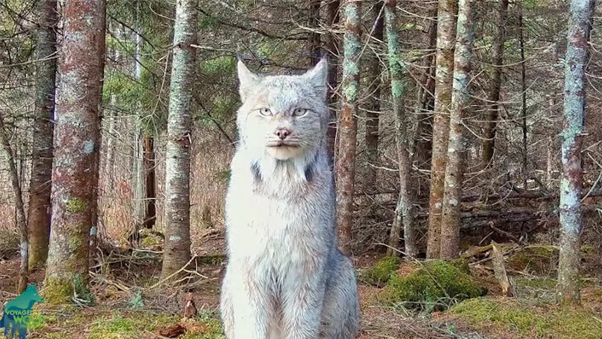 Unbothered Canada Lynx Poses Perfectly In Front Of Camera Trap - Hasan ...