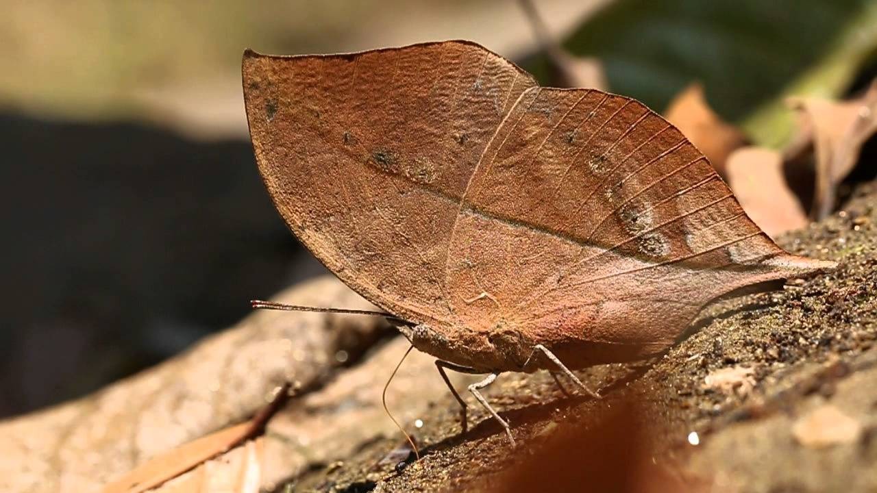 Nature's Master Disguise: The Dead Leaf Butterfly's Astonishing ...