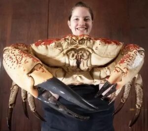 Tasmanian Giant Crab: A Clawed Colossus of the Deep Seas - Hasan Jasim