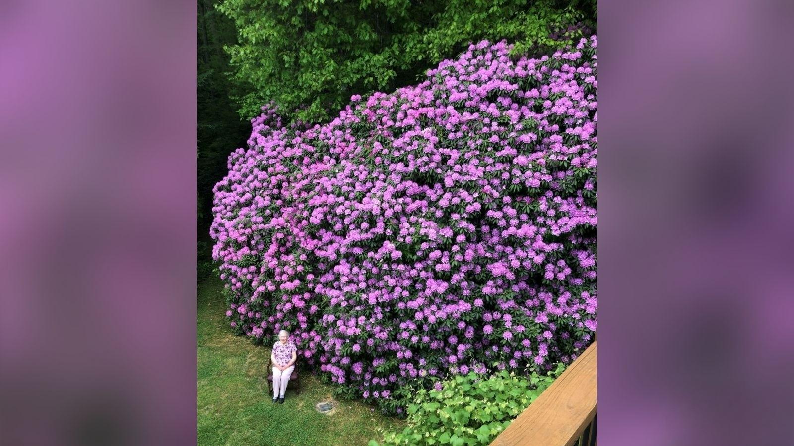 Century-Old Rhododendrons Outgrow 100-Year-Old Woman in Western North ...