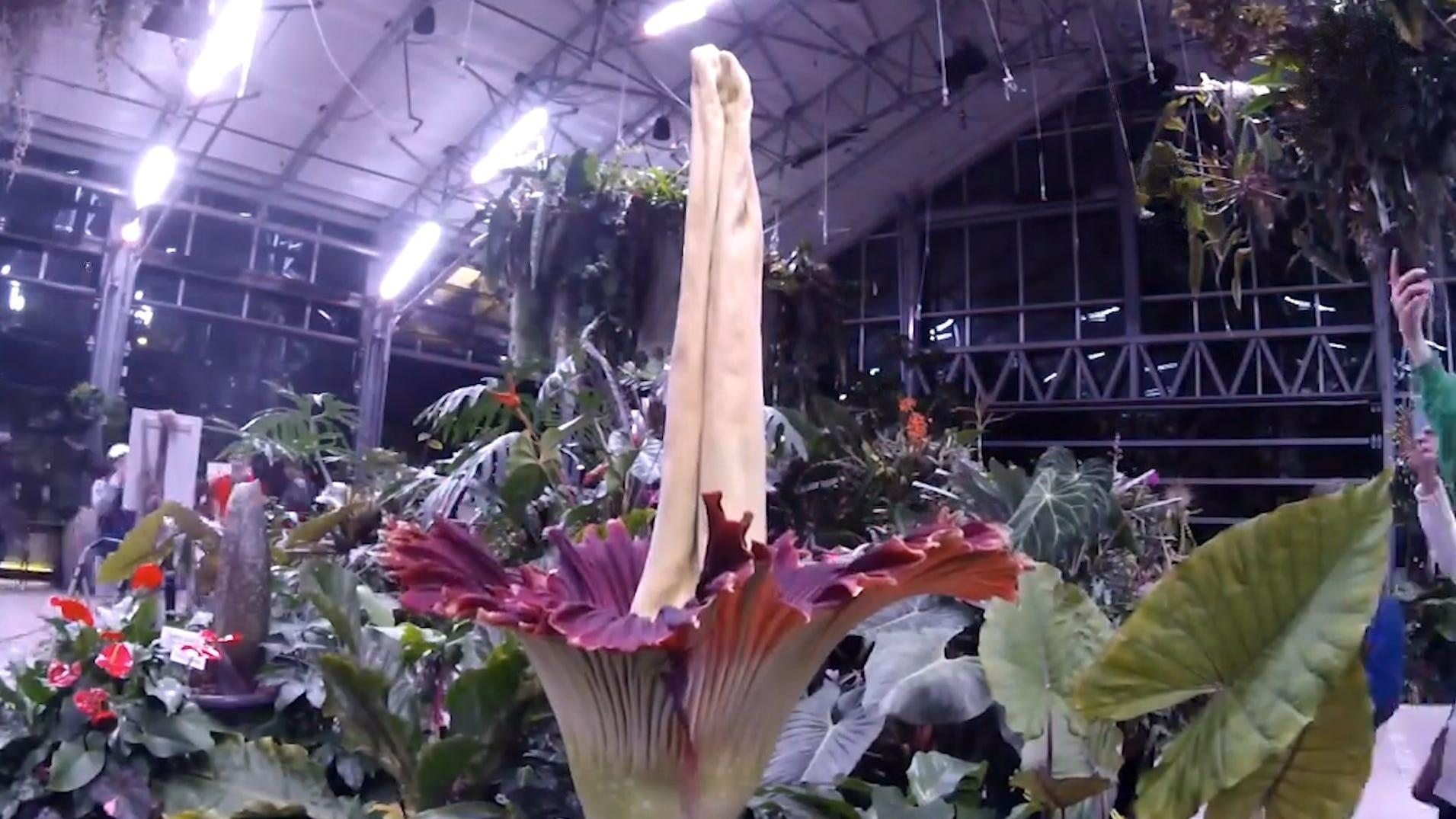 Stinky Spectacle: Corpse Flower Blooms at San Diego Botanic Garden ...