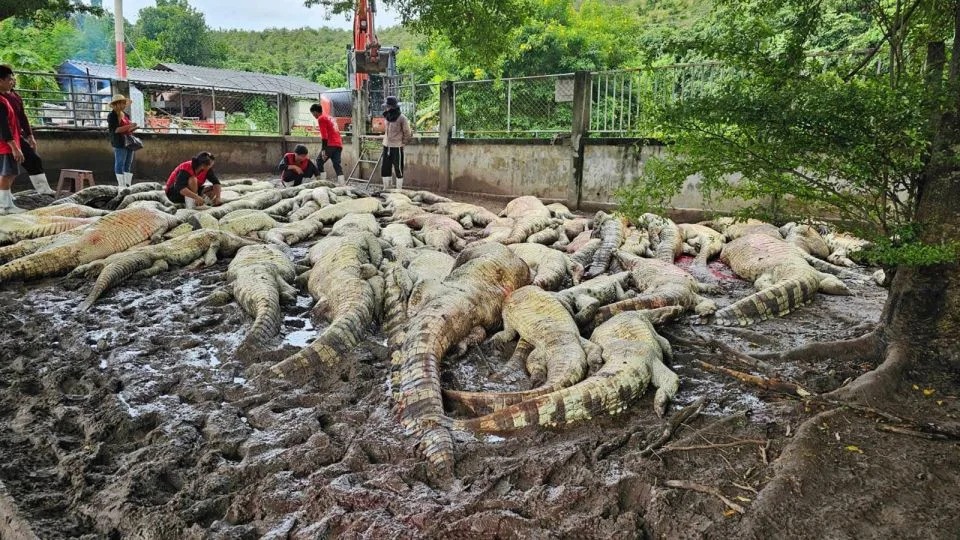 Thai farmer forced to kill more than 100 endangered crocodiles after a ...