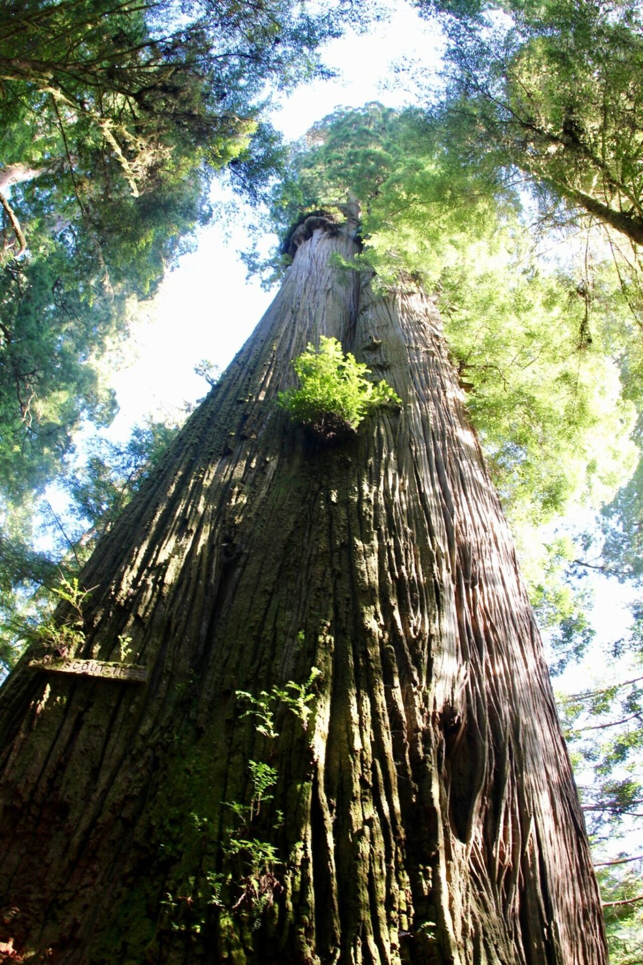 The Boy Scout Tree: A Double-Trunk Redwood’s Unlikely Story - Hasan Jasim