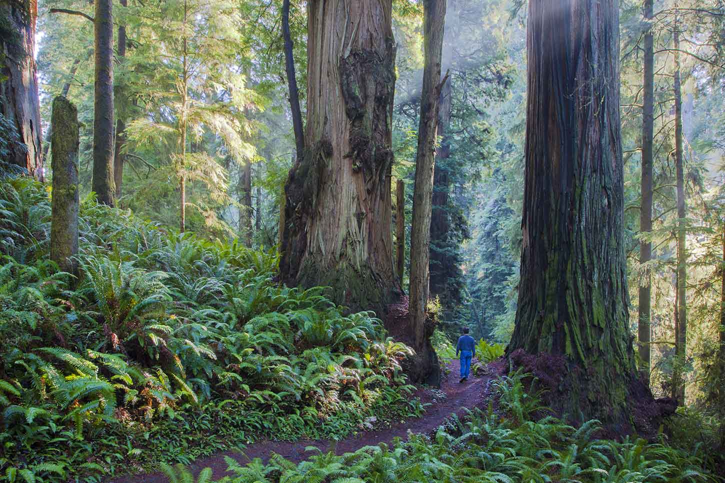 The Boy Scout Tree: A Double-Trunk Redwood’s Unlikely Story - Hasan Jasim