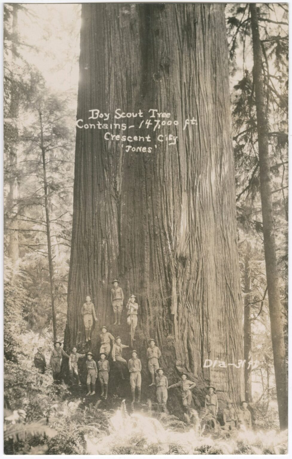 The Boy Scout Tree: A Double-Trunk Redwood’s Unlikely Story - Hasan Jasim