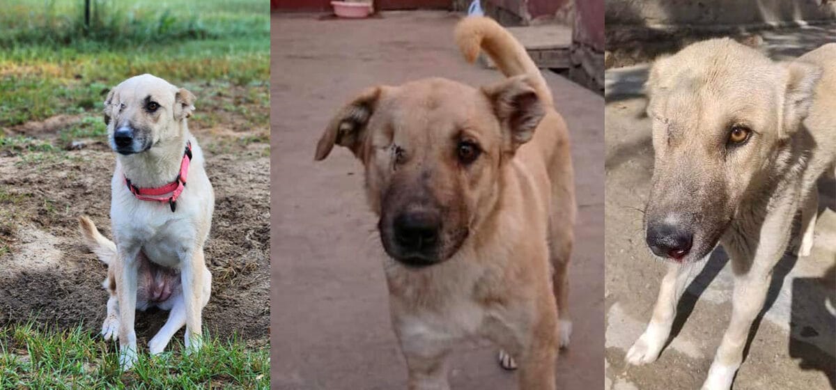 Dog who lost an eye after being pelted with rocks now looking for a ...