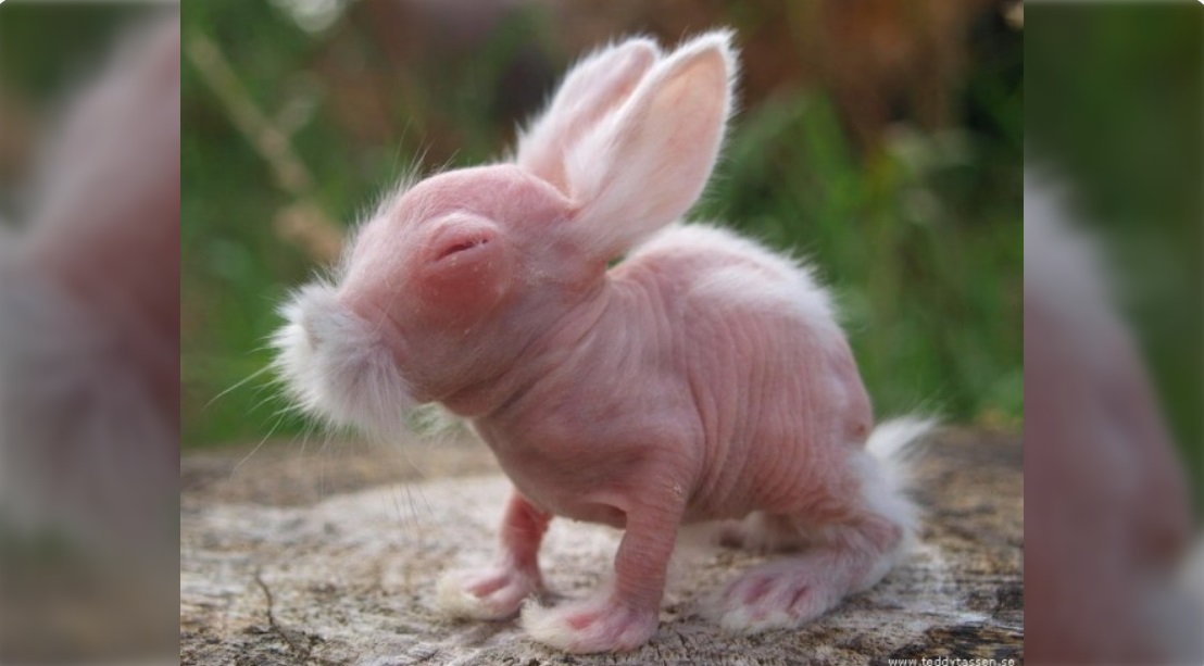 From Bald to Beautiful: The Inspiring Transformation of the Hairless ...