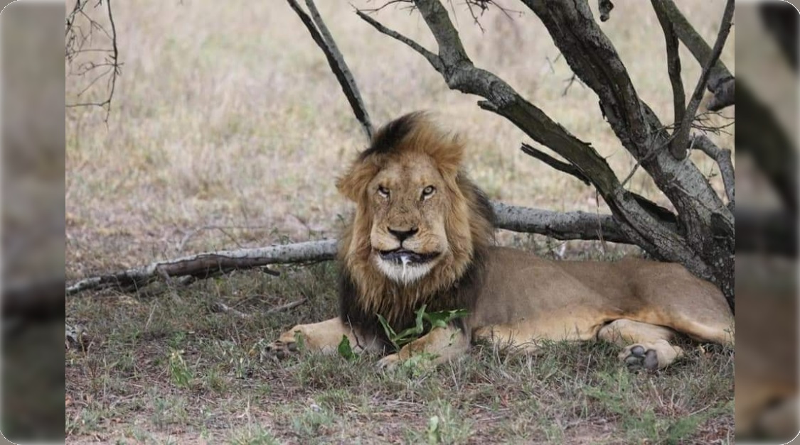 Heartbreaking: Kruger National Park Lion Suffers Severe Snake Bite ...
