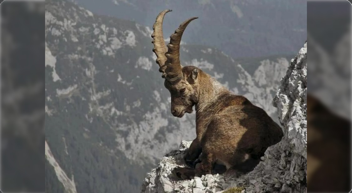 Daring Goats: The Incredible Salt-Seeking Climb of Alpine Ibexes ...