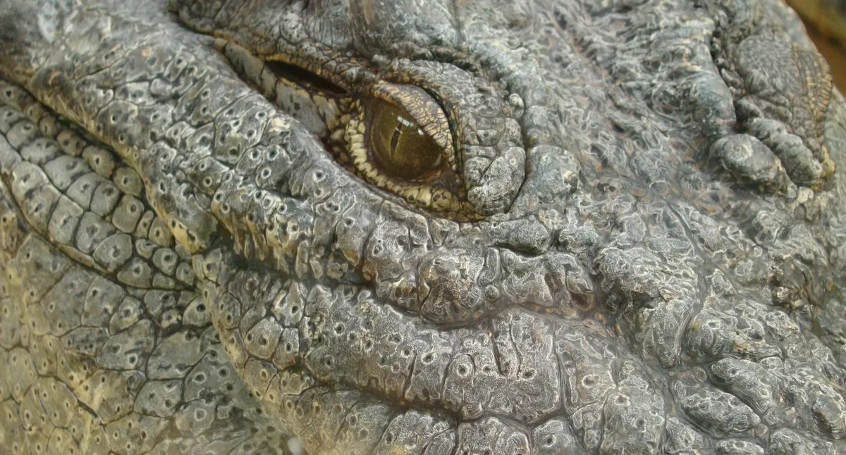 At 123 Years Old, Henry Is The World’s Oldest Known Crocodile – An ...