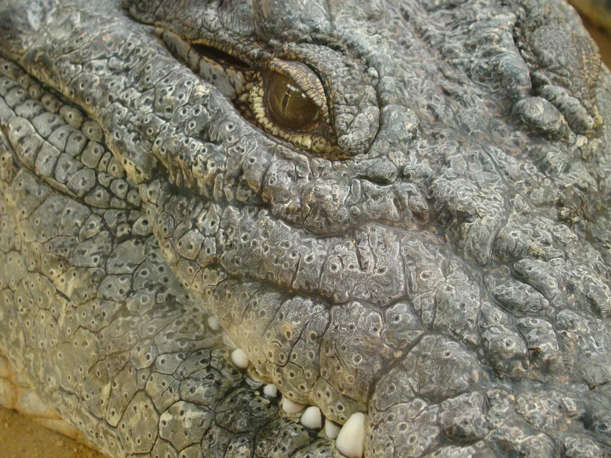 At 123 Years Old, Henry Is The World's Oldest Known Crocodile – An ...