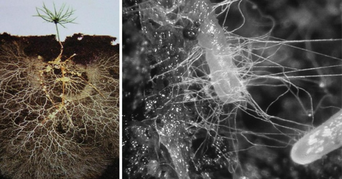 Unleashing the Power Beneath the Soil: The Incredible Benefits of ...