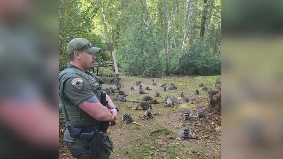 Video Captures Nearly 100 Raccoons Swarming Woman’s Yard, Leading to ...