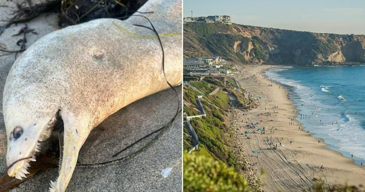 ‘Horrifyingly goofy’ creature washes onto Southern California beach ...