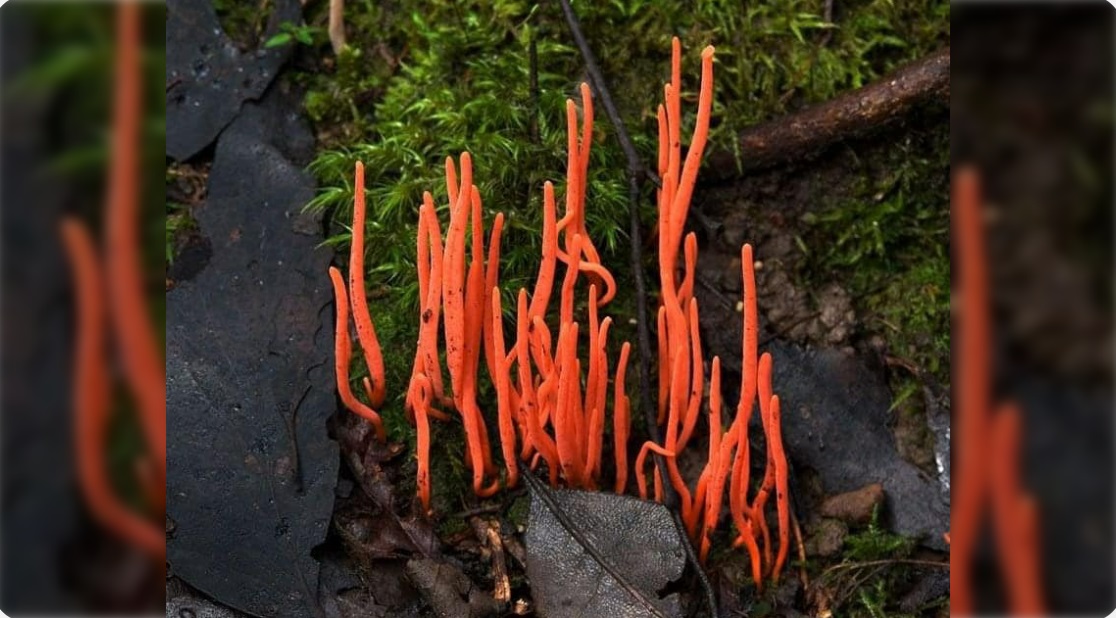Nature’s Neon: A Symphony of Orange Club Fungi - Hasan Jasim