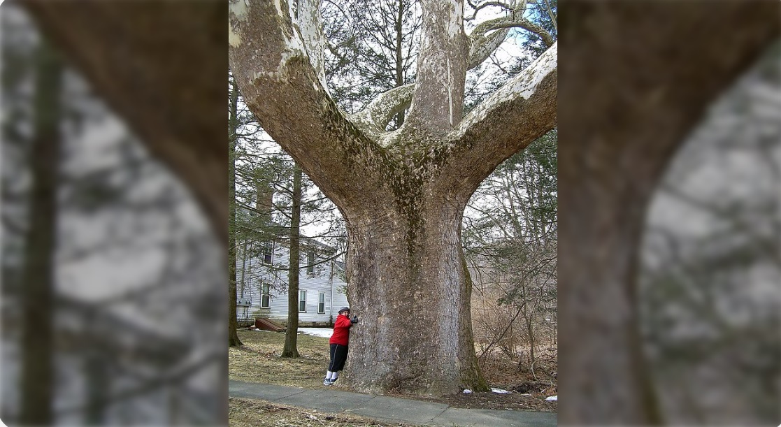 The Mighty Buttonball Tree: A 400-Year-Old American Sycamore - Hasan Jasim