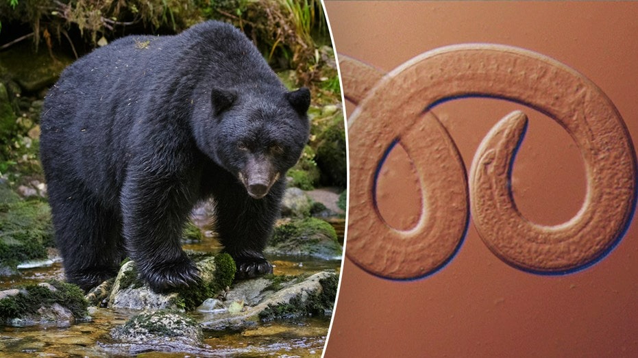 Bear Meat Banquet Leads To Suspected Rare Parasitic Worm Outbreak In US ...