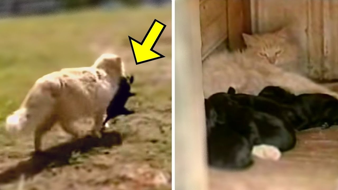 Neighbor sees cat stealing newborn puppies, takes a closer look and ...