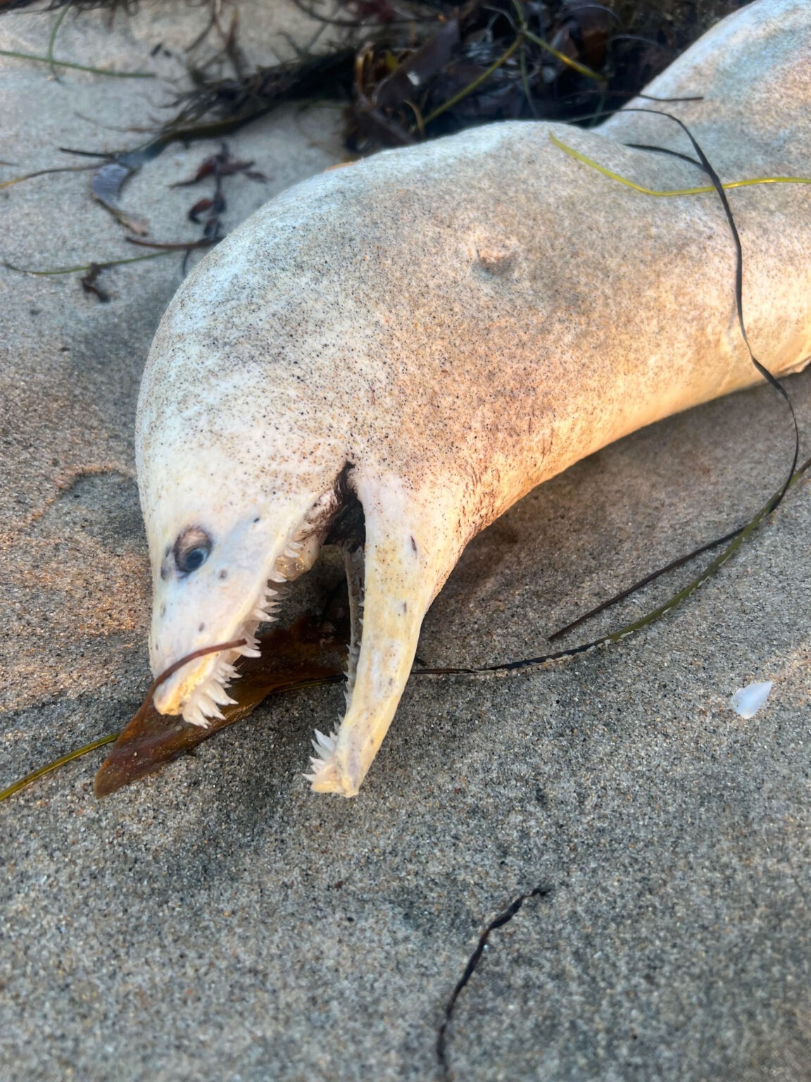 ‘Horrifyingly goofy’ creature washes onto Southern California beach ...