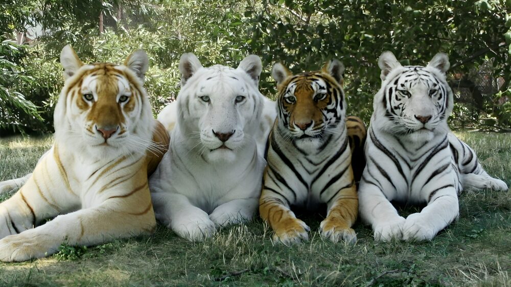 The Only Two Photos in the World Capturing the Four Tones of the Tiger ...