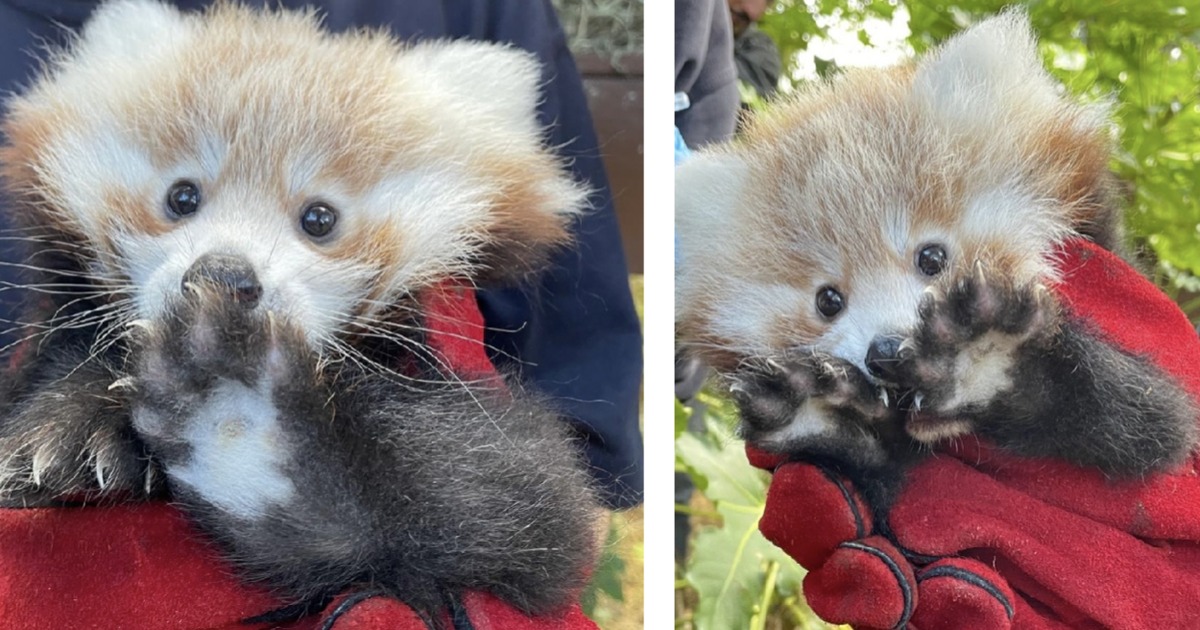 Heartbreak after red panda cub died due to fireworks — people demand ...