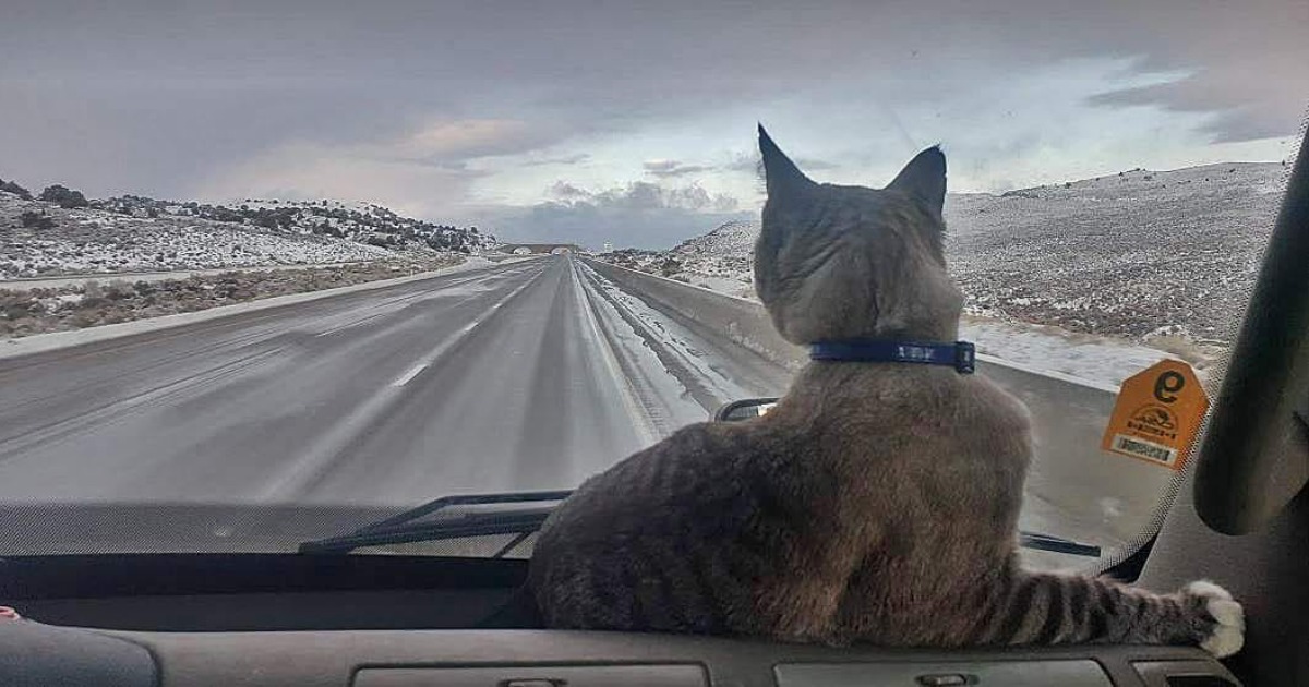 Truckin’ with a Furry Friend: The Heartwarming Story of Grayson the ...