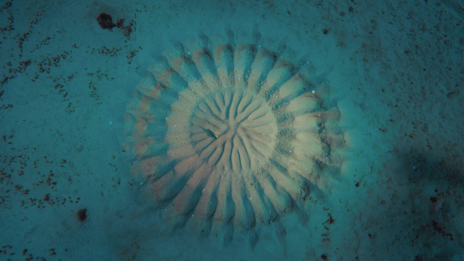 Mystical Seabed Art: The Puffer Fish’s Elaborate Mating Rituals ...