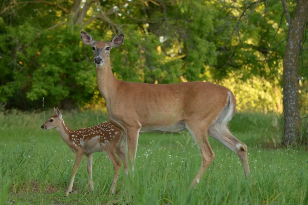 Heartbreaking: Fawn Mistakes Hunting Target for Mother, Exposing the ...
