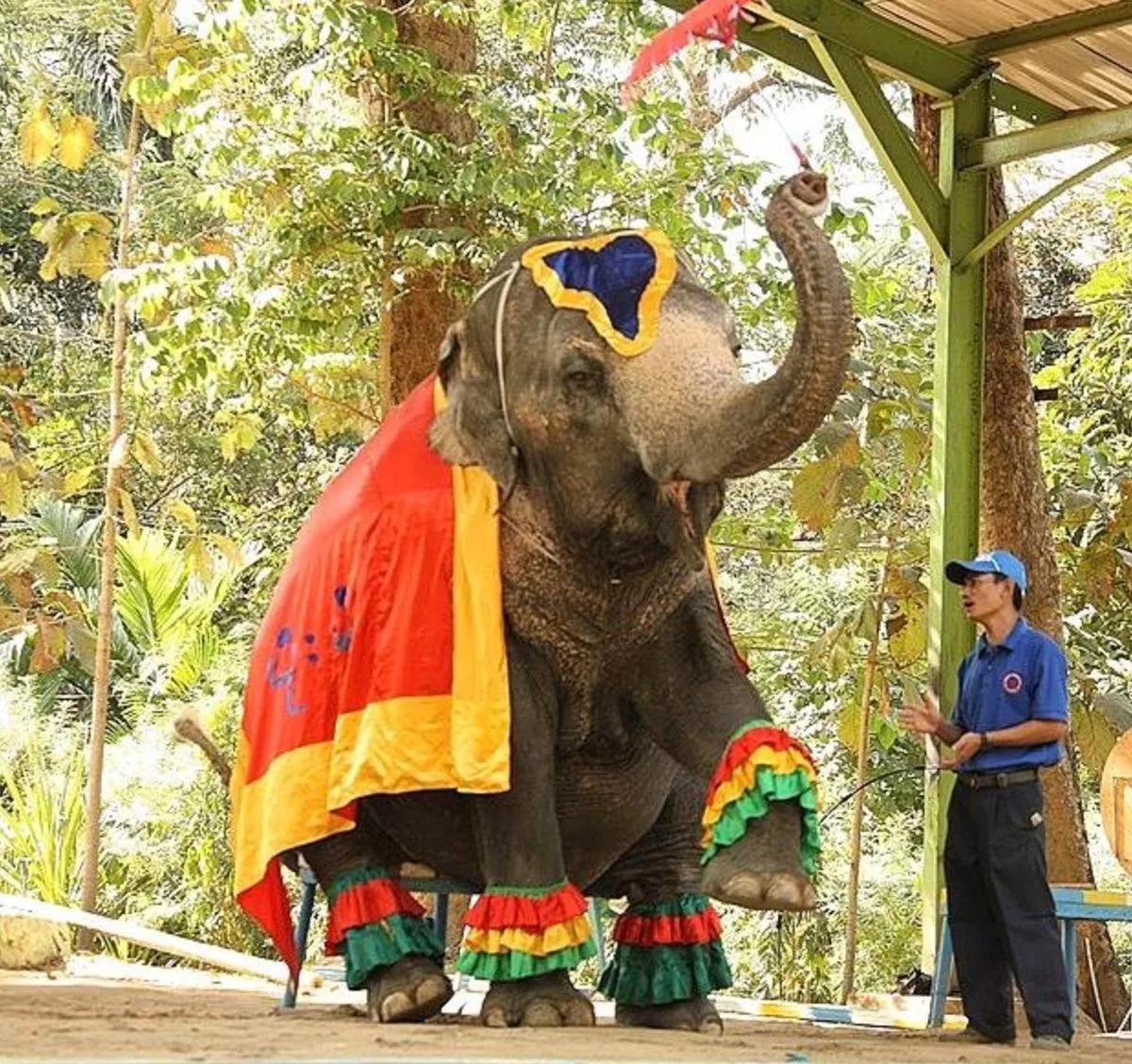 Elephant forced to entertain tourists for over 40 years has gotten its ...