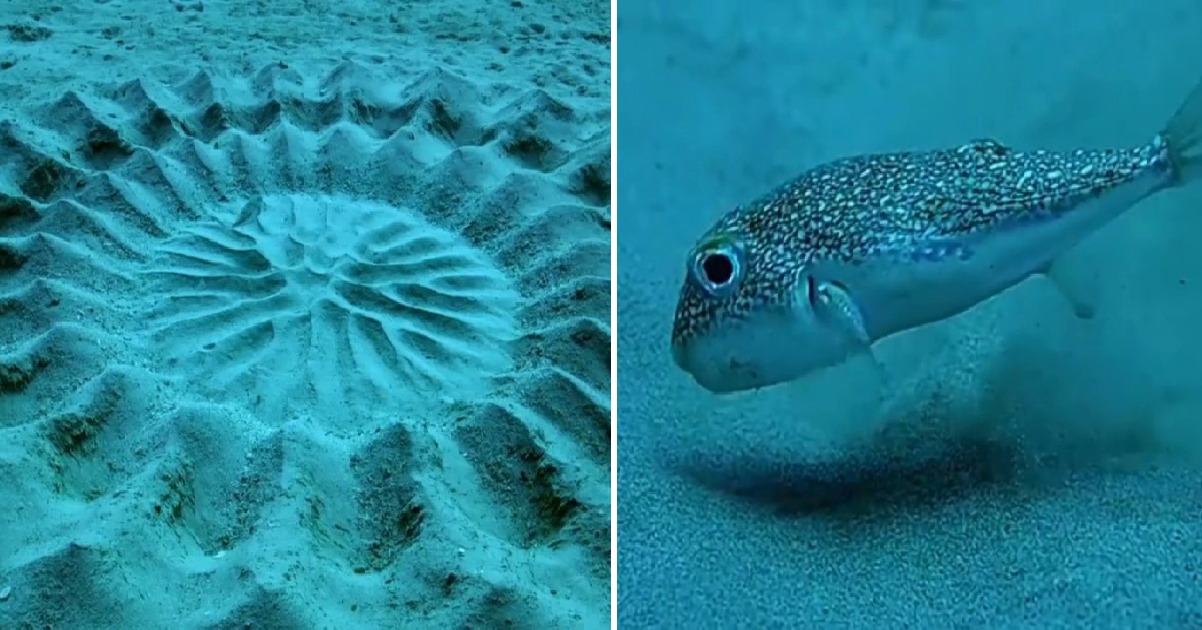 Mystical Seabed Art: The Puffer Fish’s Elaborate Mating Rituals ...