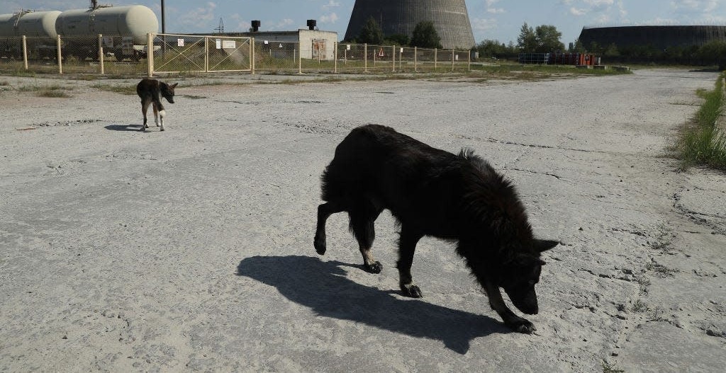 The Dogs of Chernobyl Are Experiencing Rapid Evolution, Study Suggests ...
