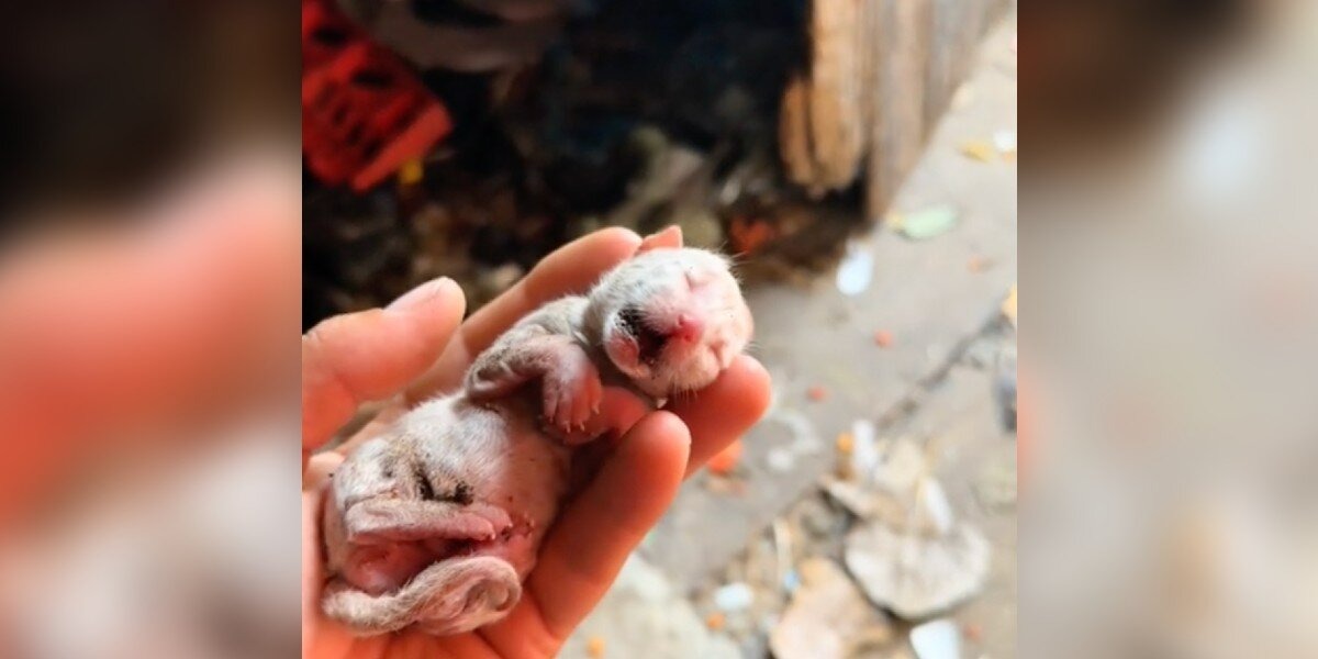 Woman Discovers ‘Ice Cold’ Baby in Trash Pile and is Astonished He’s ...