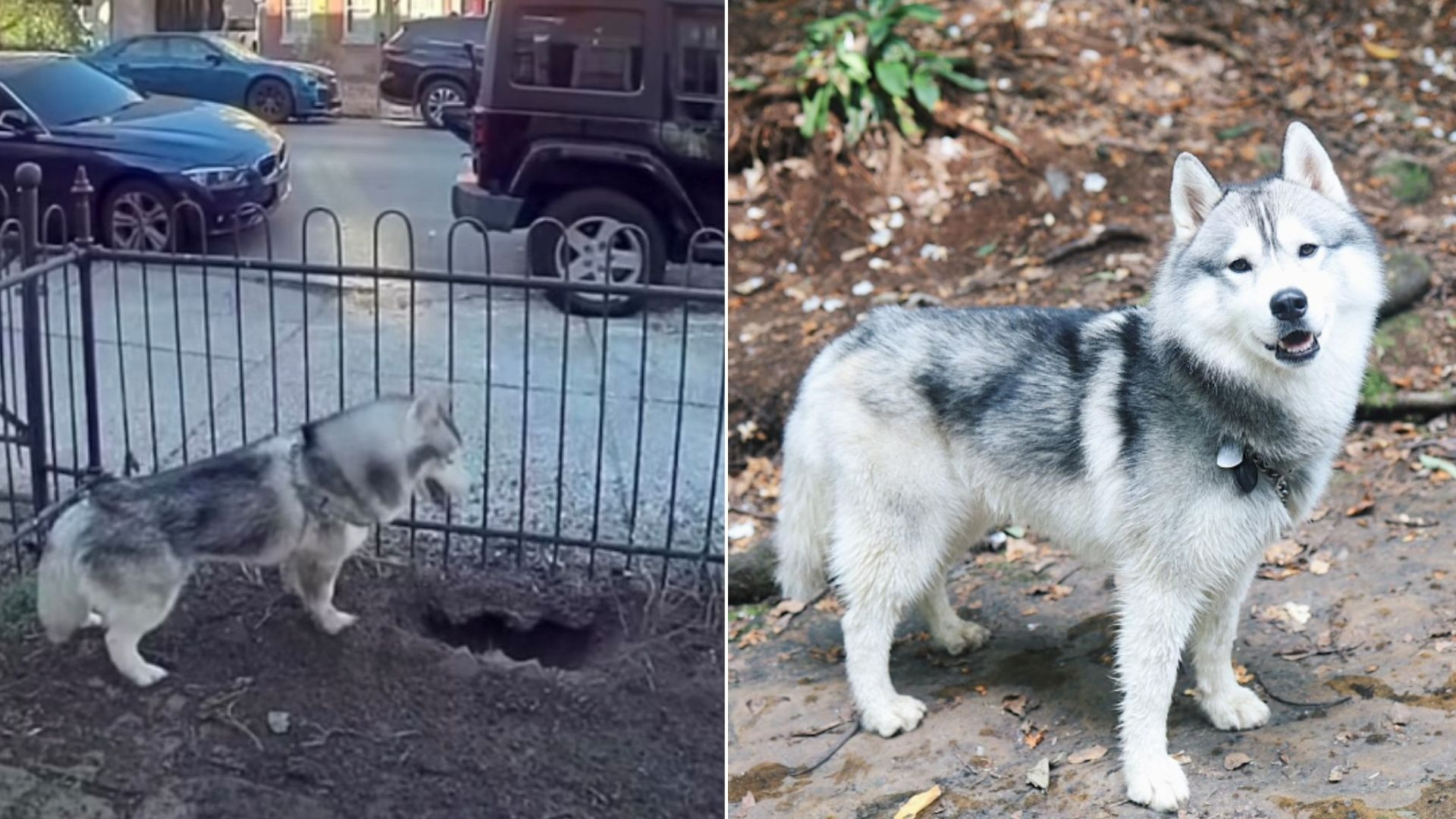 Husky dog kept digging a hole in the yard — owner investigates and ...