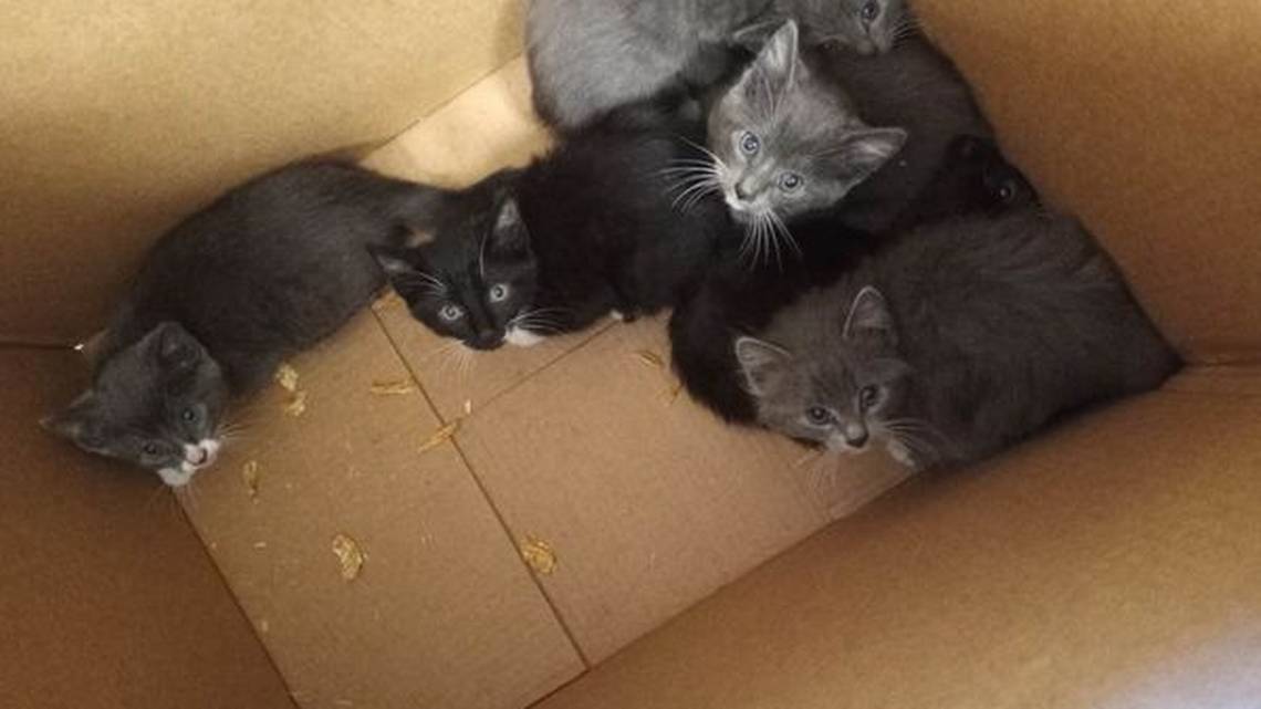 Shelter finds 7 cats left up in taped-up box with no air holes — now ...