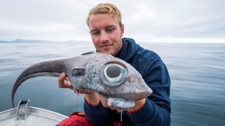 19-Year-Old Fisherman Catches Rare 'Mouse Fish': A 300-Million-Year-Old ...