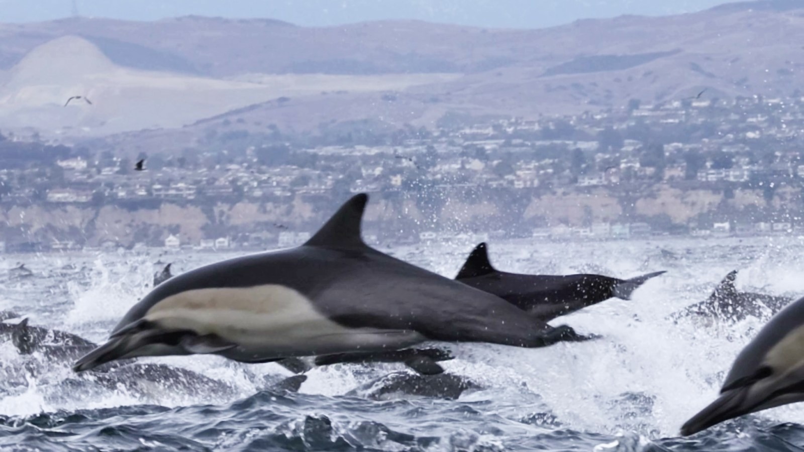 ‘Once in a lifetime’: Video captures mesmerizing ‘dolphin stampede’ off ...