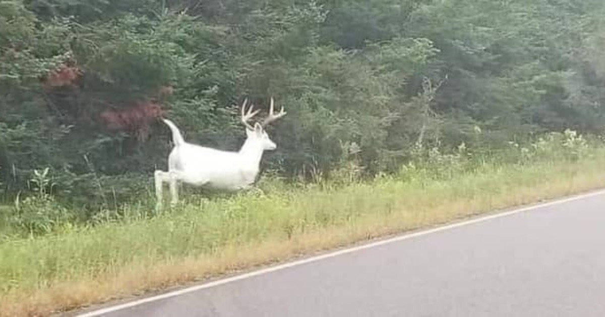 Rare White Stag Sighting: A Symbol of Hope and Mystery - Hasan Jasim
