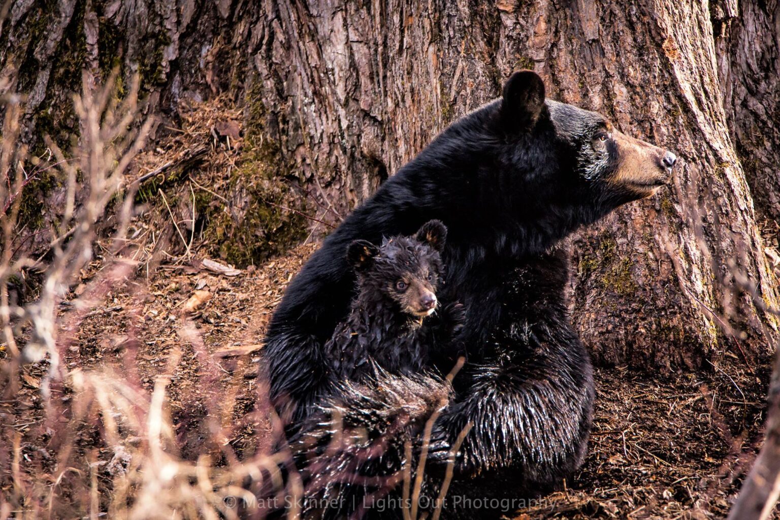 A Mother’s Love: Witnessing the Unbreakable Bond of a Bear and Her Cub ...