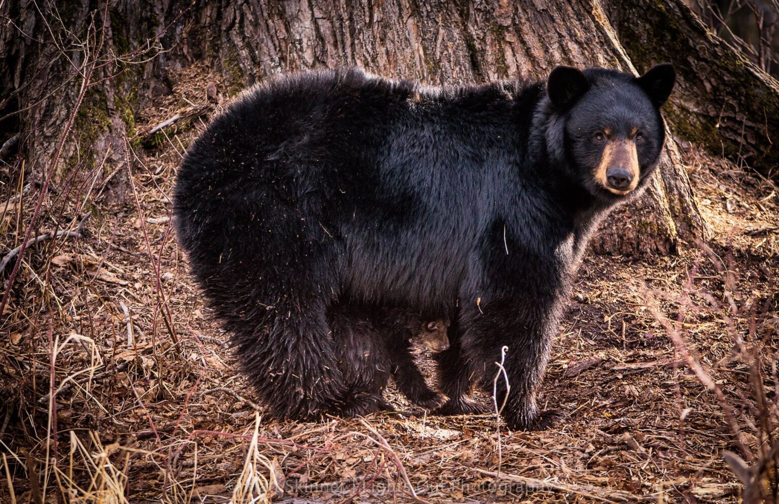 A Mother's Love: Witnessing the Unbreakable Bond of a Bear and Her Cub ...