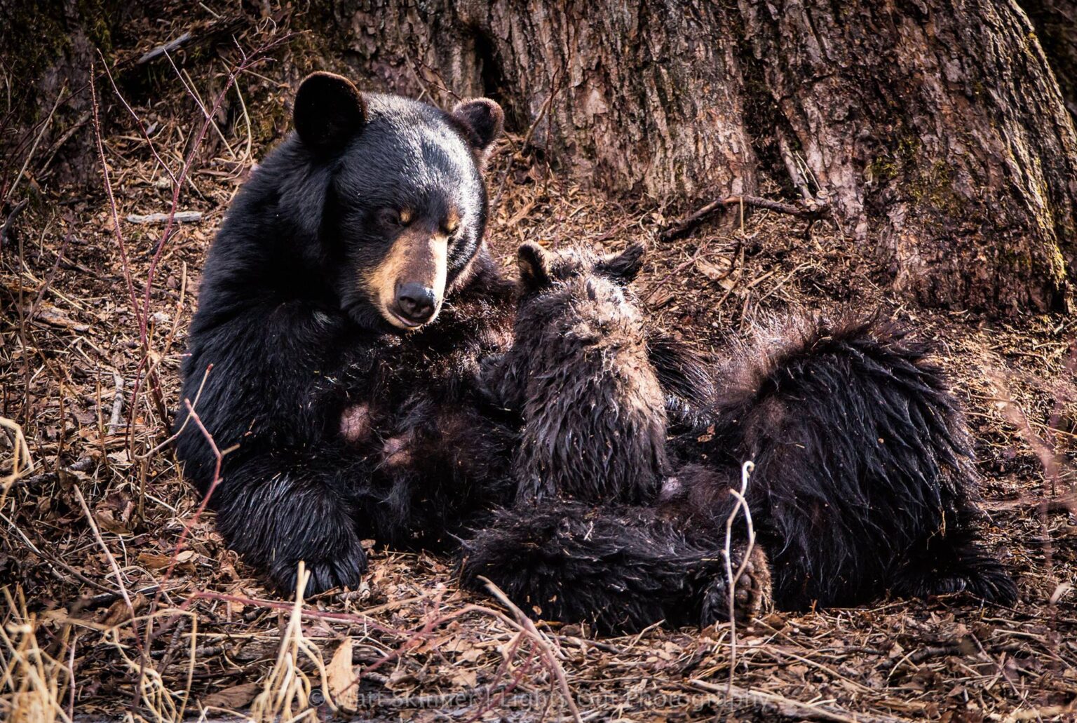 A Mother’s Love: Witnessing the Unbreakable Bond of a Bear and Her Cub ...