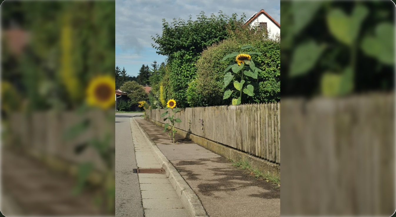Giant Sunflowers Captivate Nature Lovers Stunning Pictures Showcase