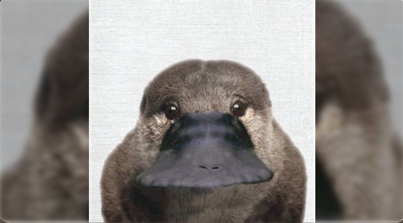 Platypus: The Duck-Billed Wonder of Australia | A Unique Mammal - Hasan ...