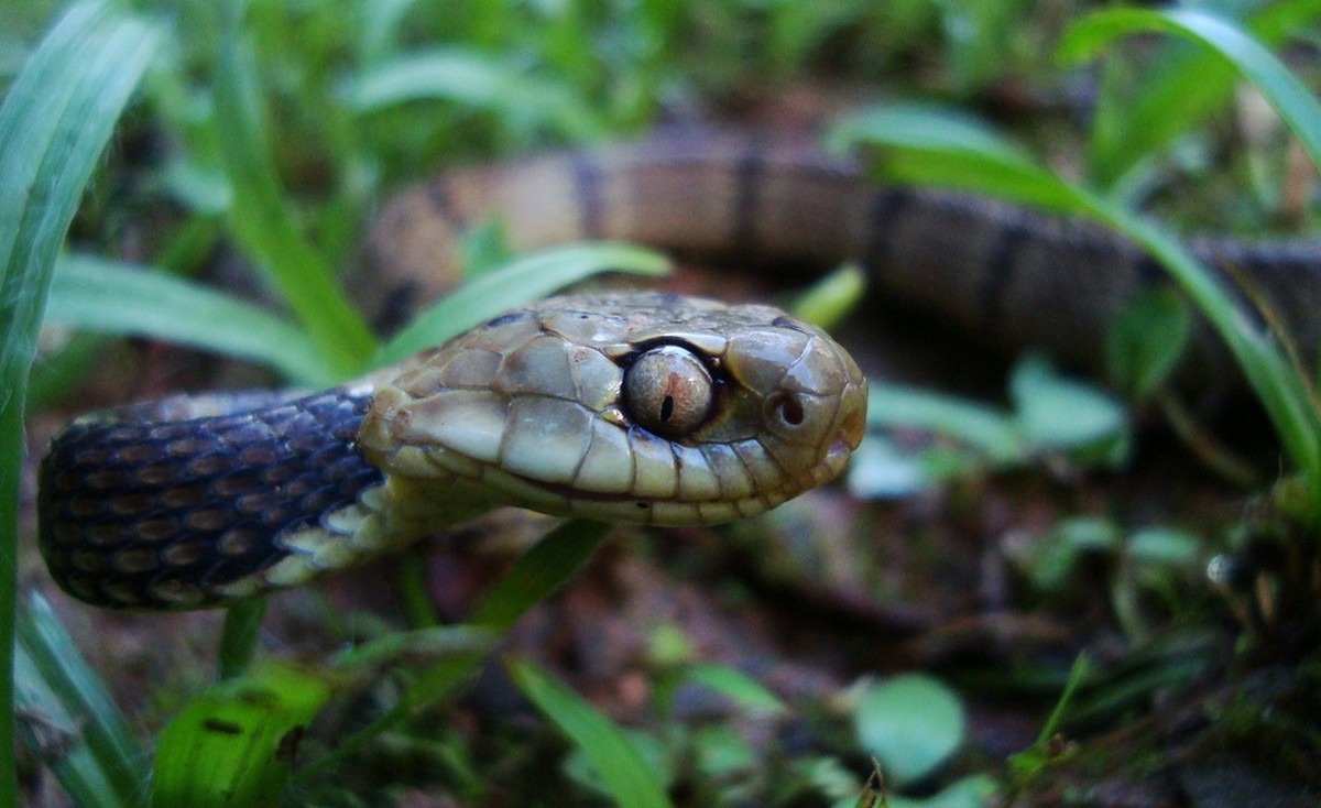 One Snake Per Square Meter: Brazil’s Snake Island Where No Humans Are ...
