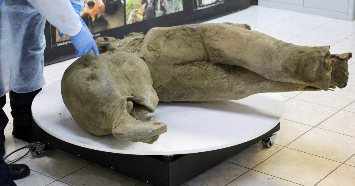 Discovery of 50,000-year-old baby mammoth is a big boon to researchers ...